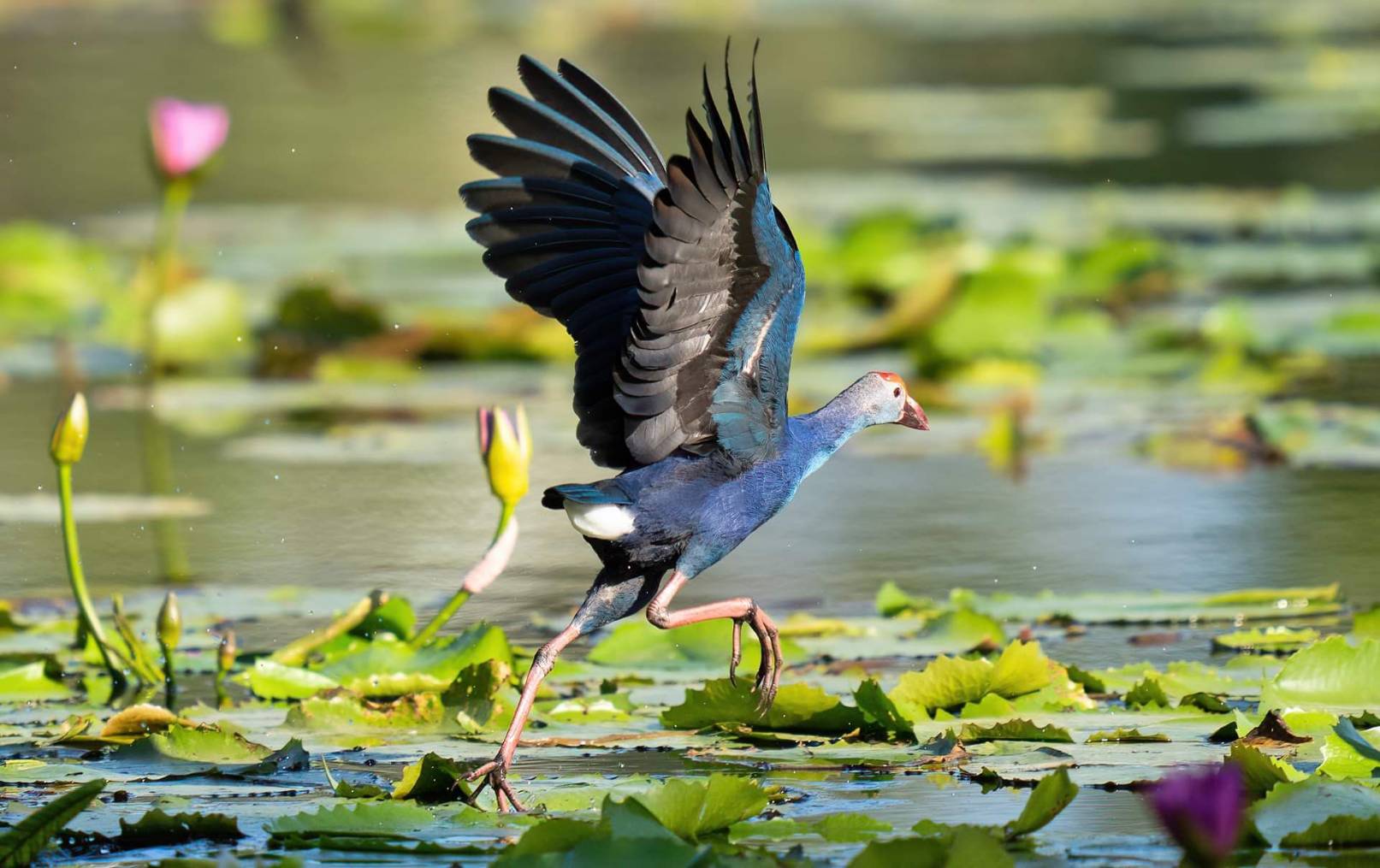Birds on course - Laguna Golf Phuket
