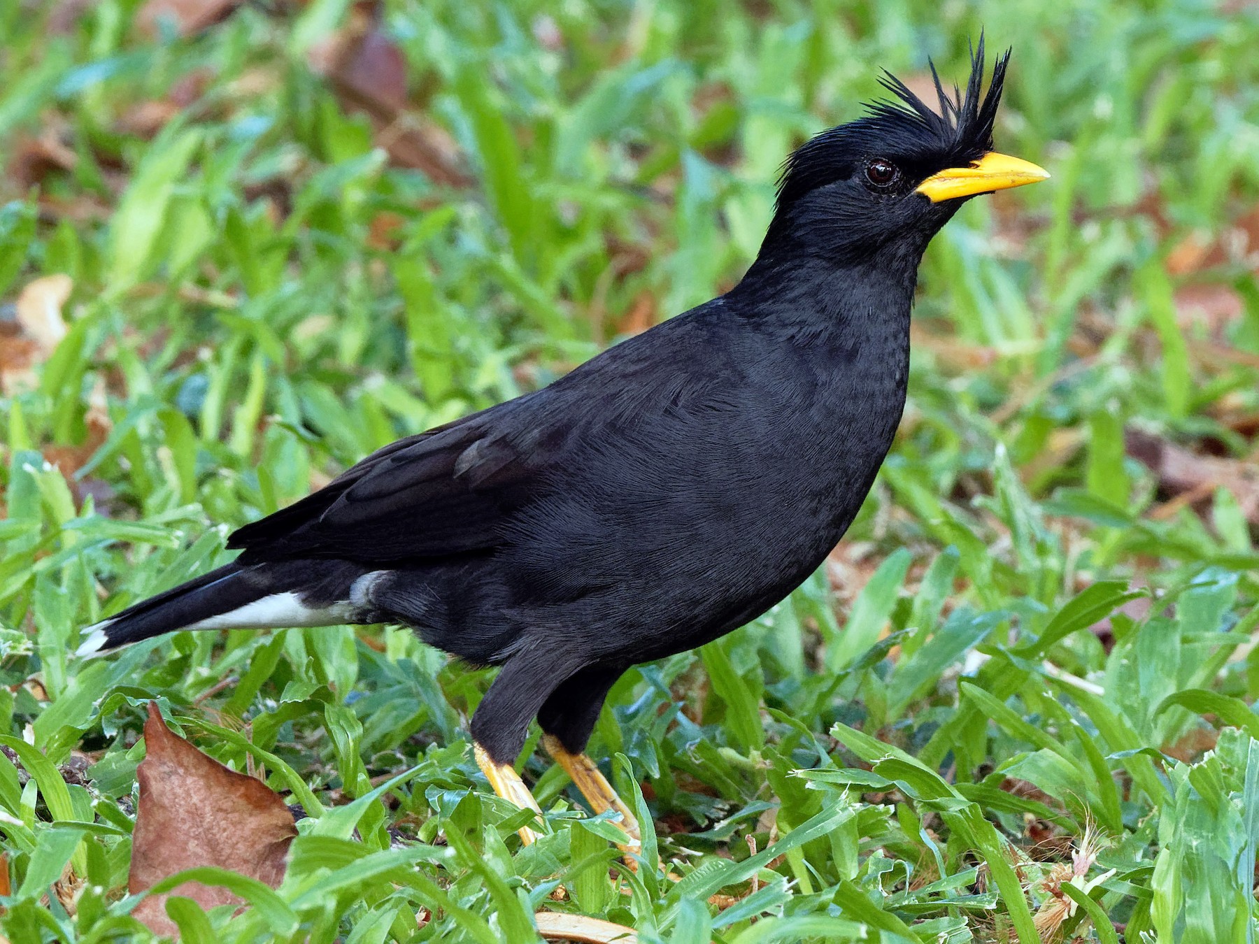 Birds on course - Laguna Golf Phuket