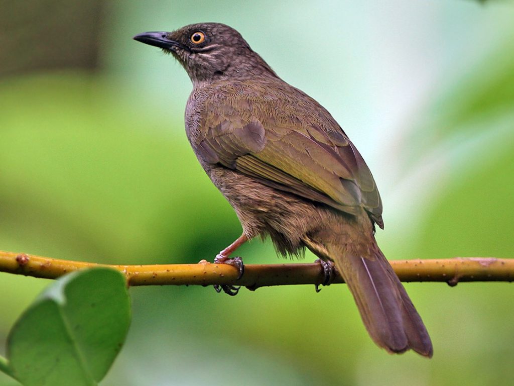 Birds on course - Laguna Golf Phuket