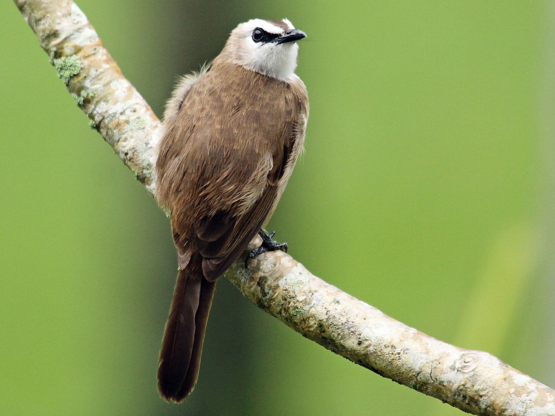 Birds on course - Laguna Golf Phuket